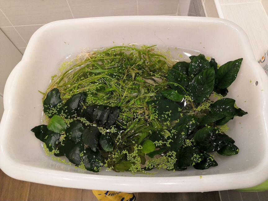 Аквариумные растения прополка