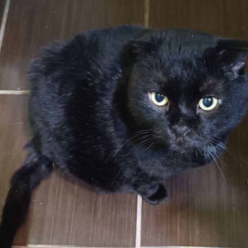 Шотландский вислоухий короткошёрстный, взрослый кот