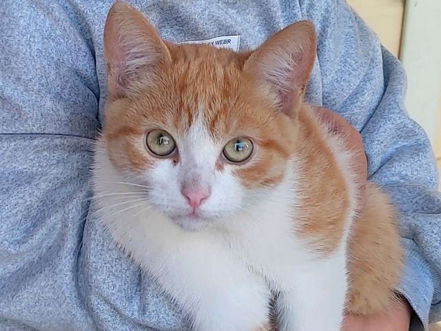 Кошка