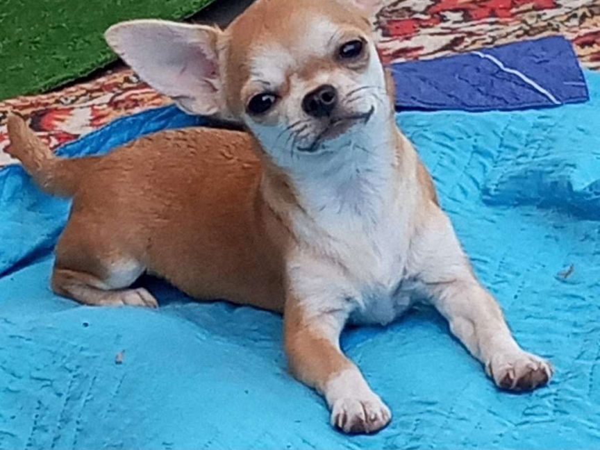 Чихуахуа девочка