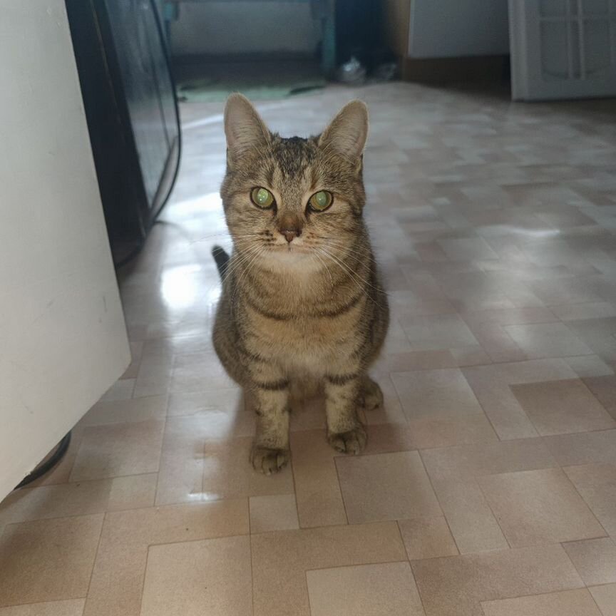 Кошка в добрые руки