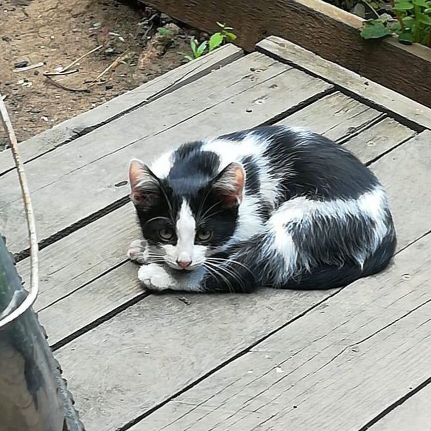 Котята на даче ищут добрые руки