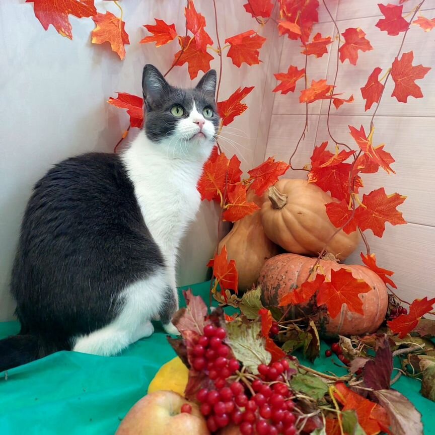 Кошки