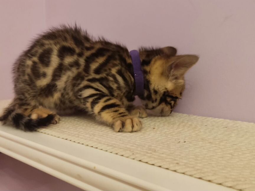 Бенгальские котята