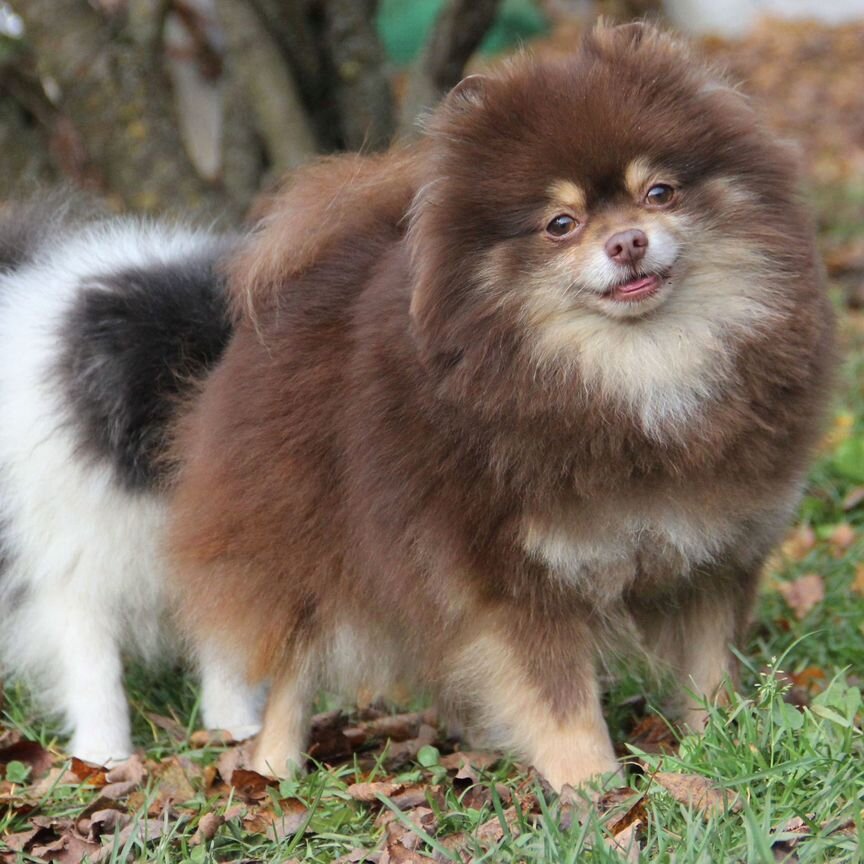 Померанский шпиц, взрослая собака