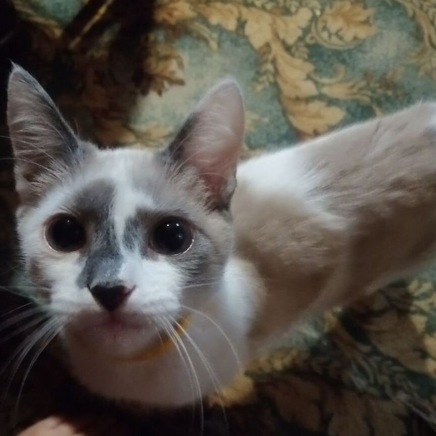 Отдам в добрые руки