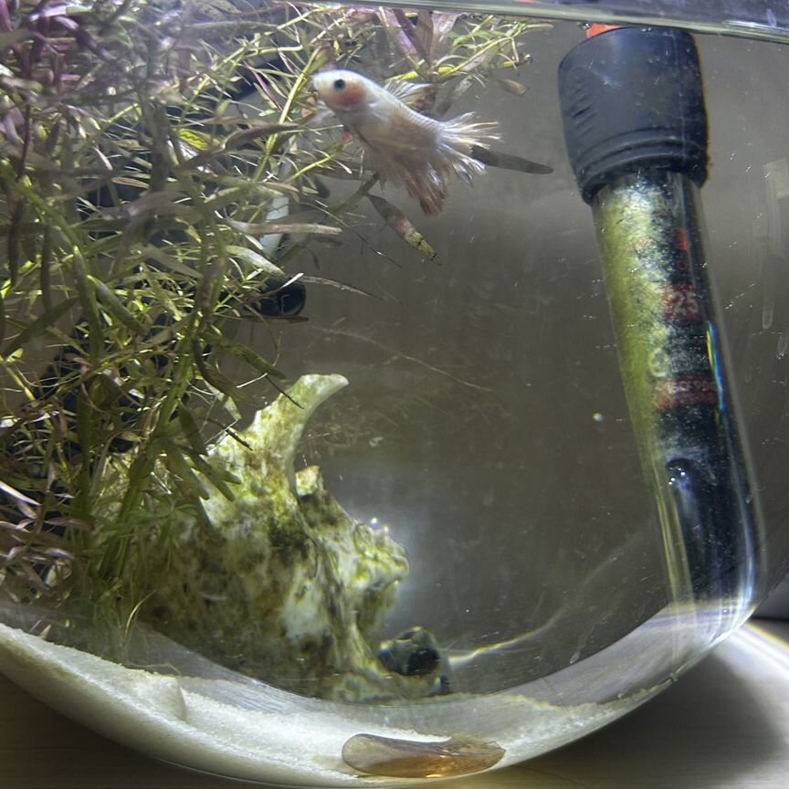 Аквариум 13 литров