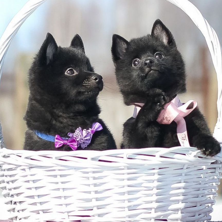 Щенки схипперки