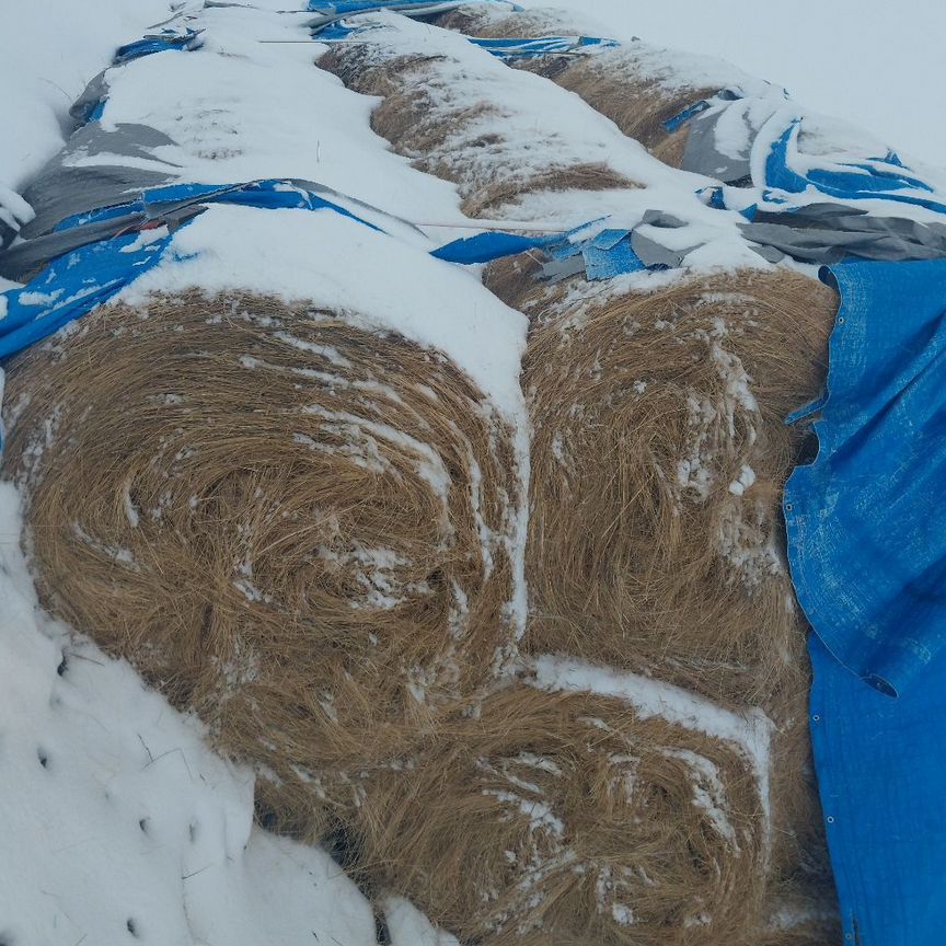 Сено в рулонах