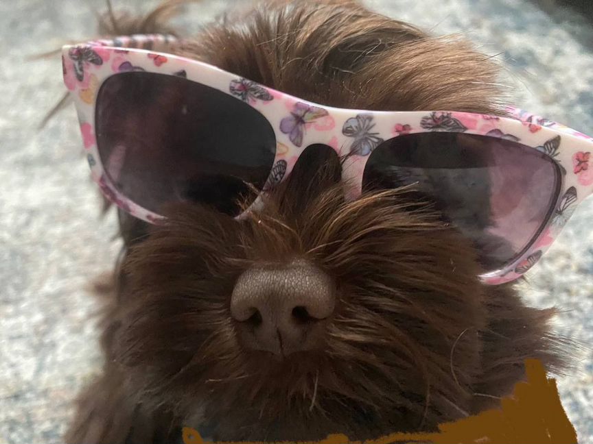 Йорк шоколадный в добрые руки