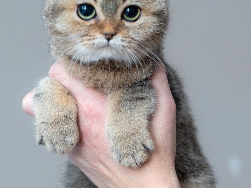 Шотландский вислоухий котенок
