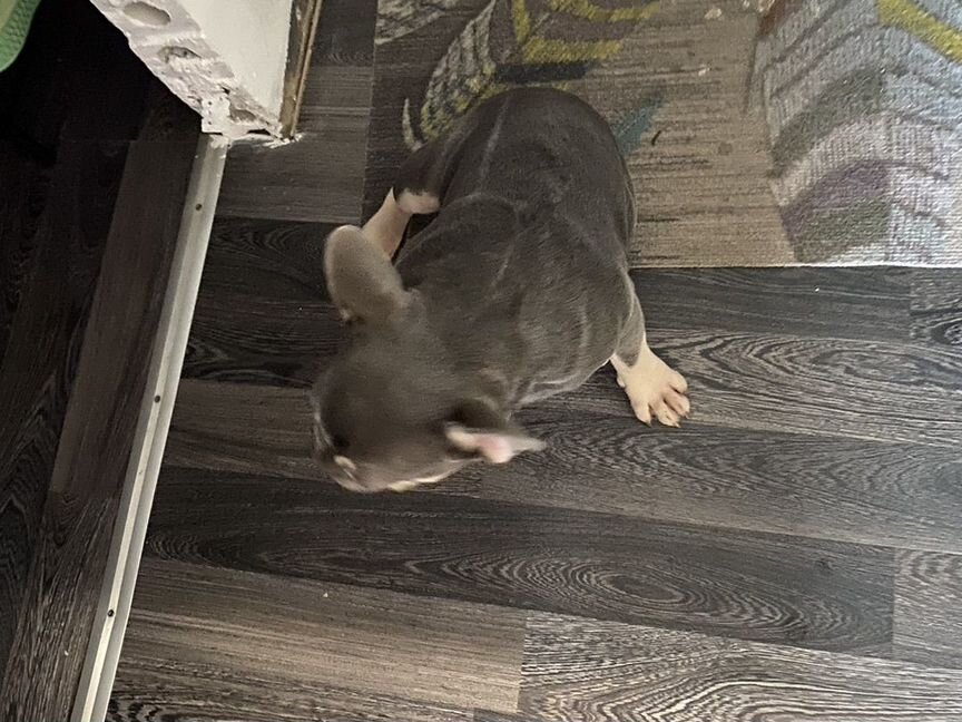 Фоанцузский бульдог