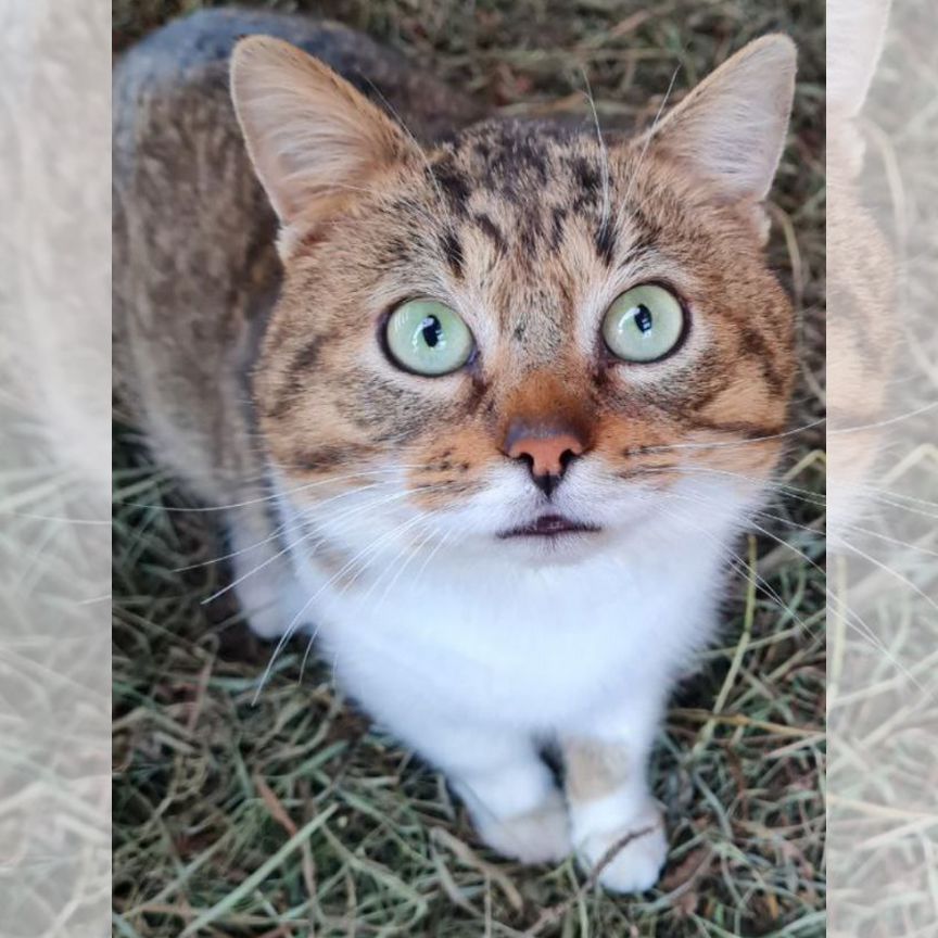 Симпатичный котик, 1 год