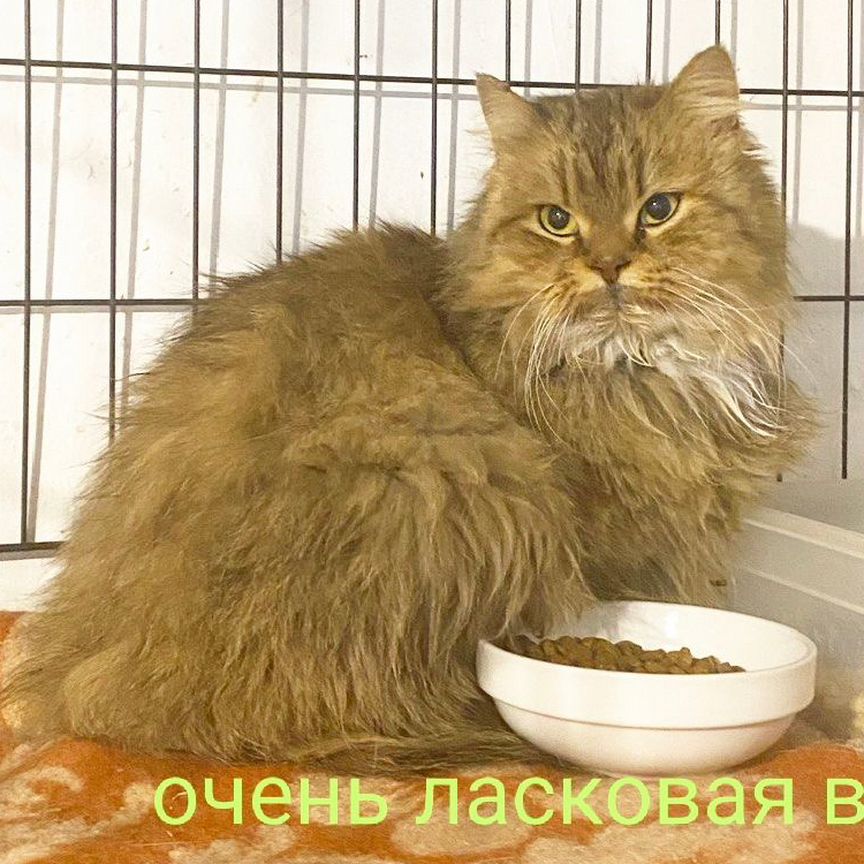 Сибирская, взрослая кошка