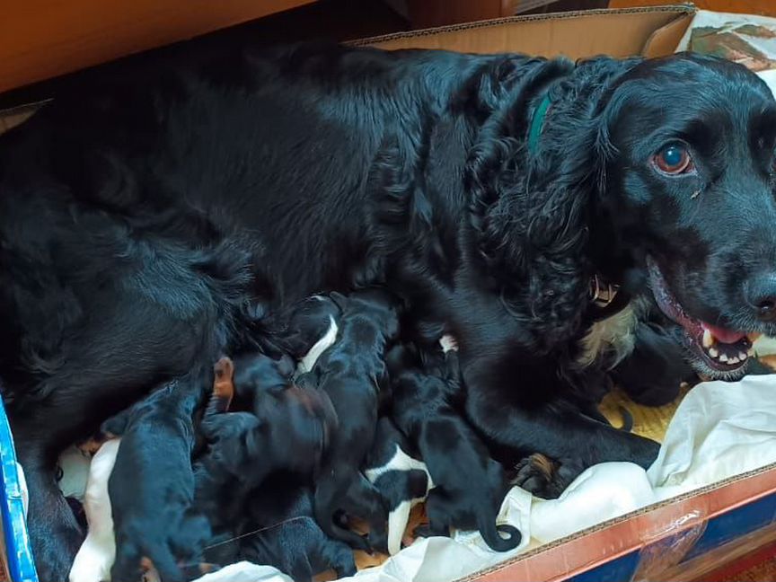 Русский охотничий спаниель щенки