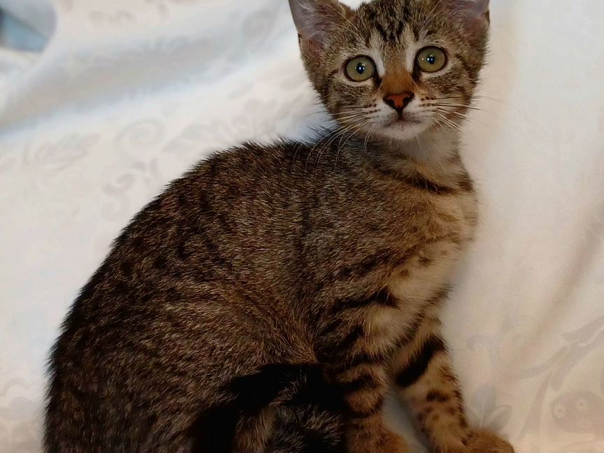 Нежная, робкая девочка, котенок