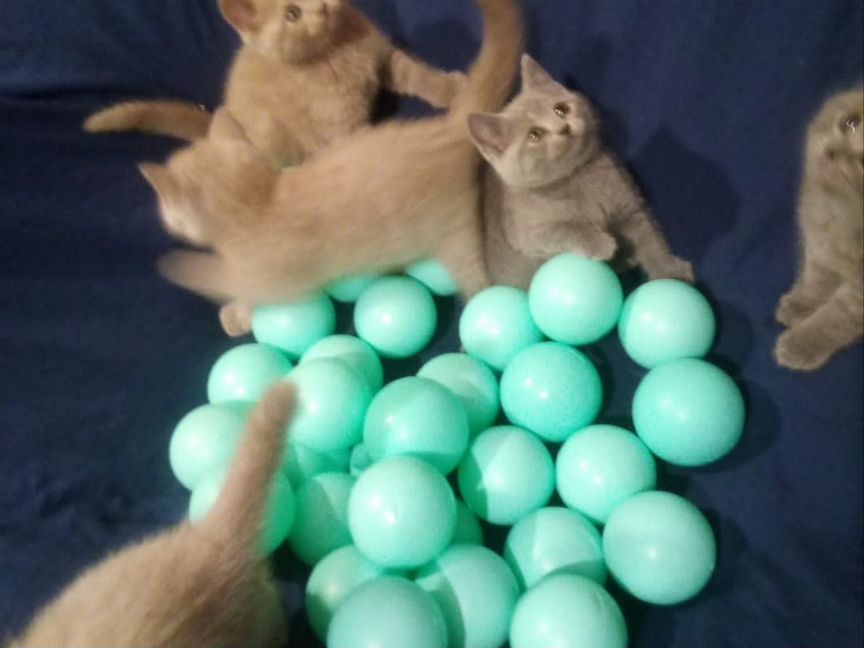 Британские котята