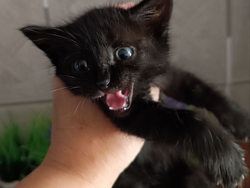 Кошка котенок черная