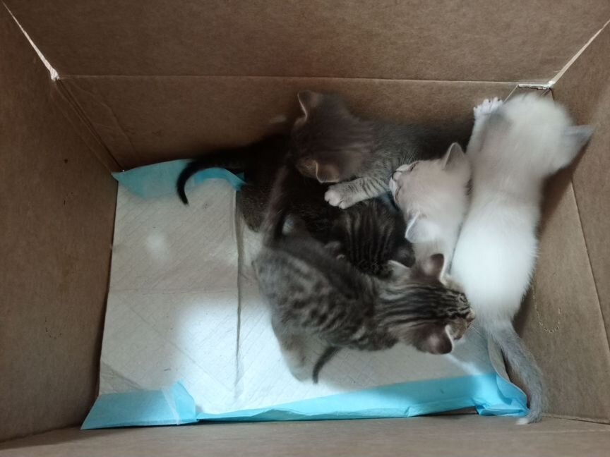 Котята в добрые руки 1 месяц