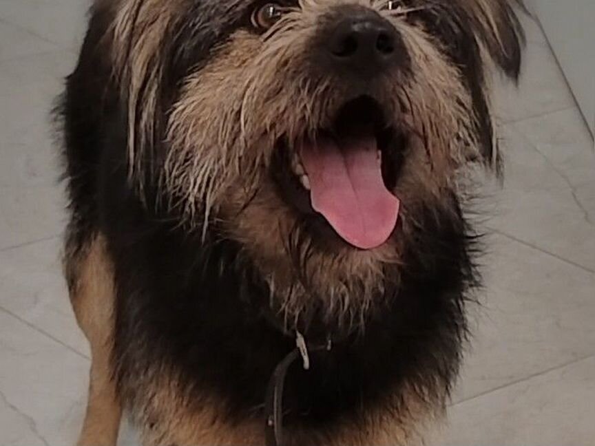 Щенок бородатик в приюте