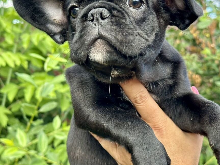 Французский бульдог девочка