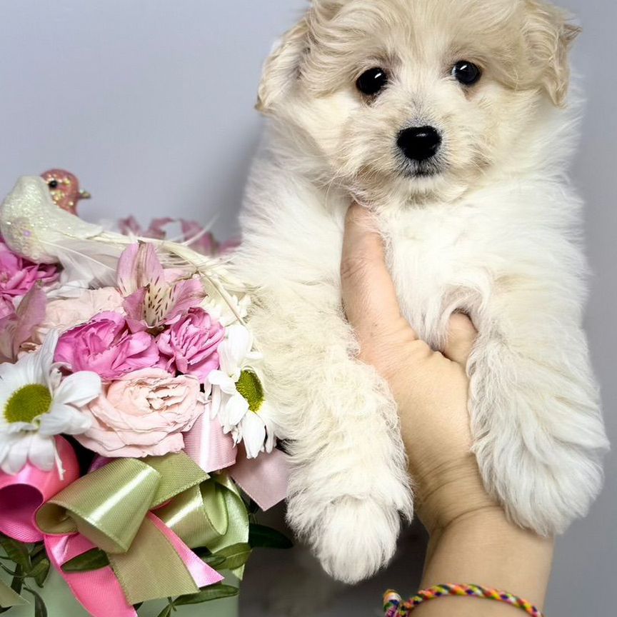 Мальтипу f1 мальчик