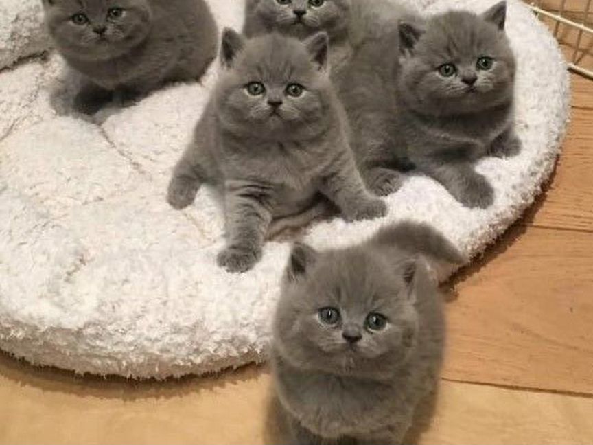 Британские котята