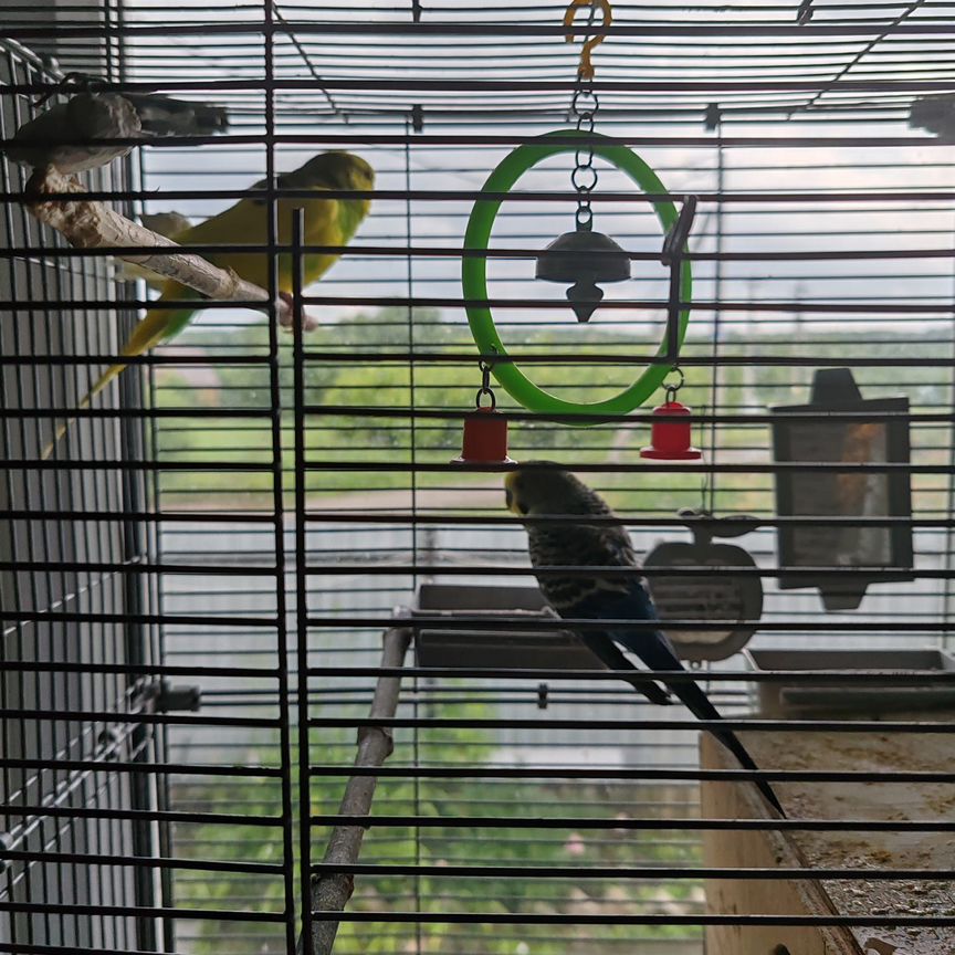 Волнистый попугай