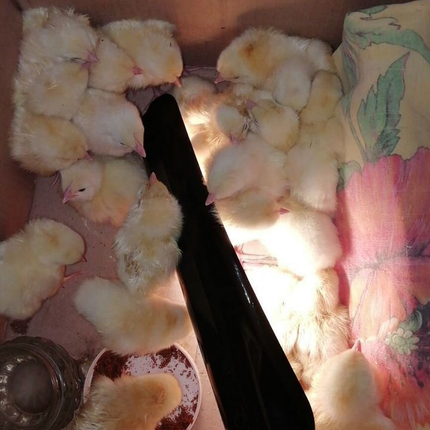 Цыплята Бронь. До вечера завтра 23 шт