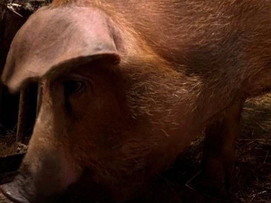 Жидкие поросята