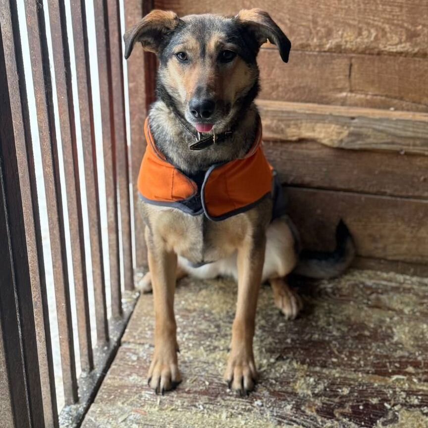 Взрослая собака в добрые руки