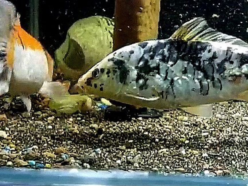 Аквариумные рыбки