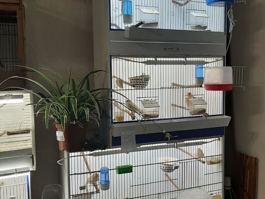 Боксы для птиц