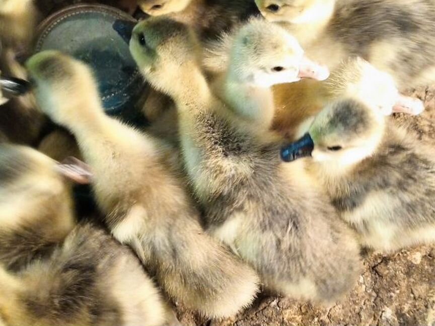 Гусята холмагорские