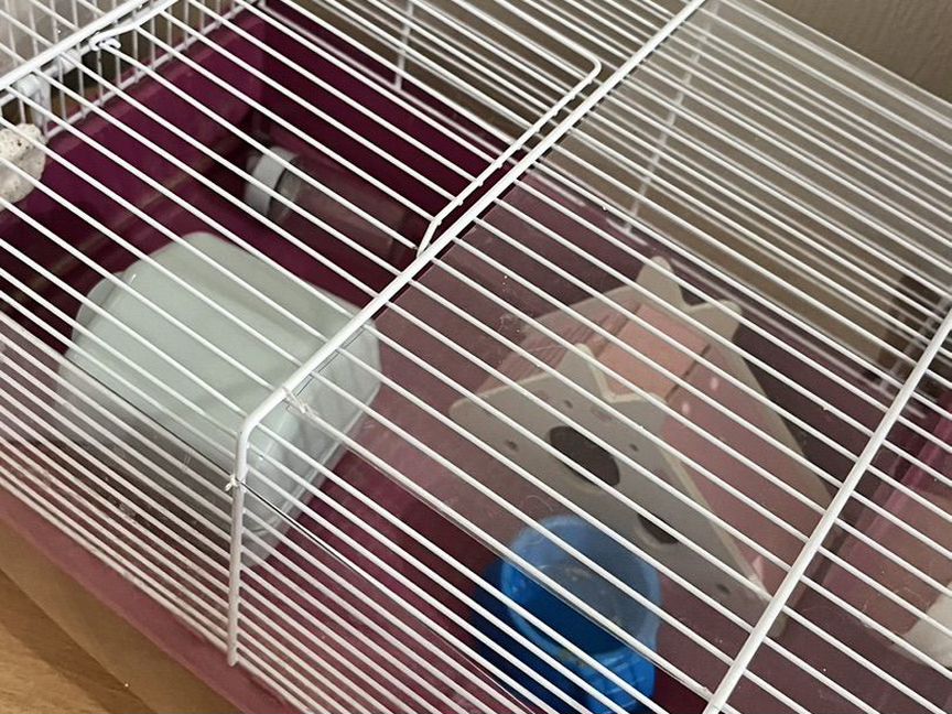 Клетка, корм, игрушки для грызунов бу