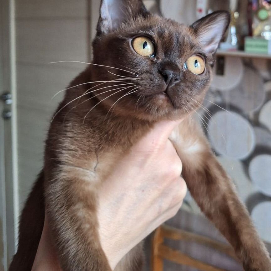 Европейский бурманский котёнок