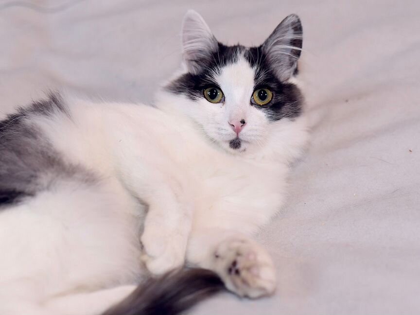 Ласковый Ларри в дар