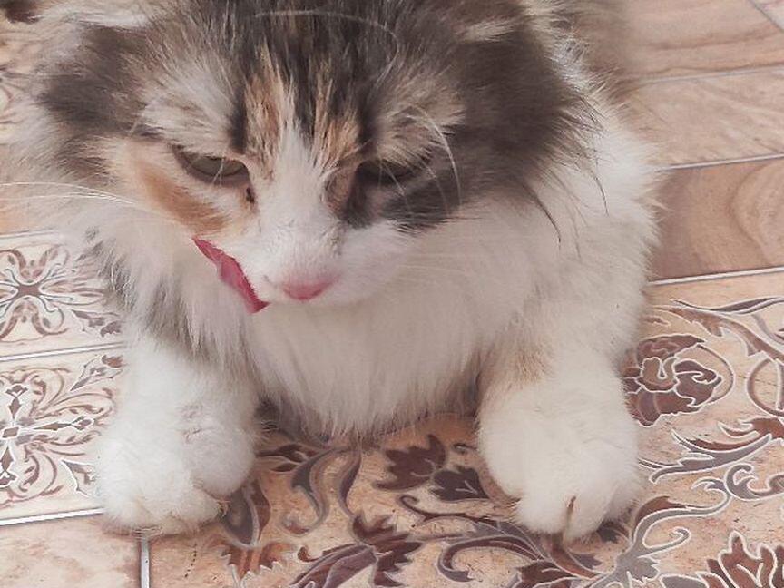 Сибирская кошка в добрые руки