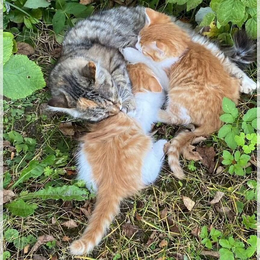 Взрослая, кошка в добрые руки