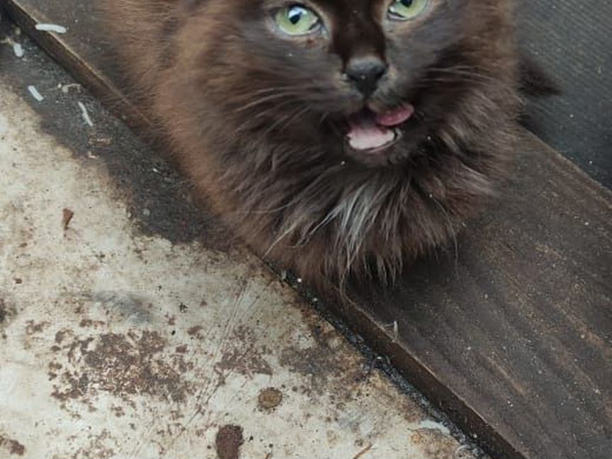 Котята в добрые руки даром бесплатно