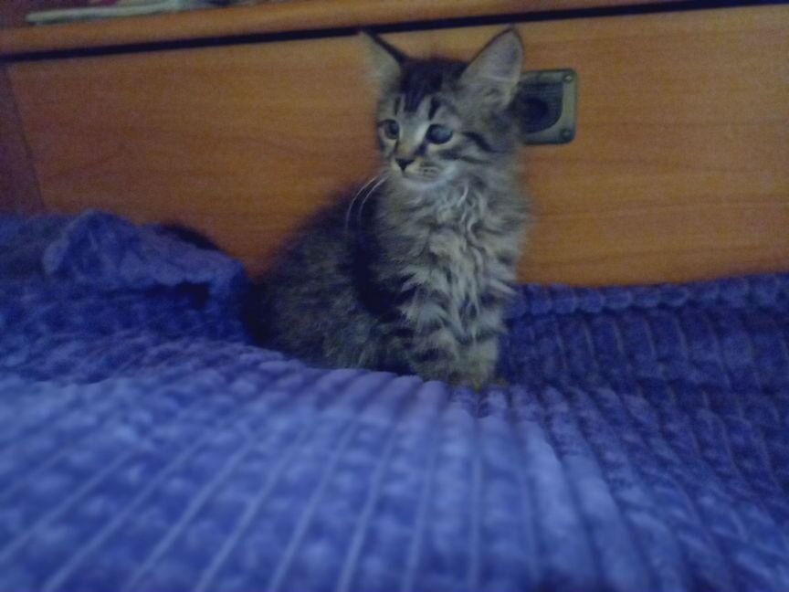 Пушистый котенок