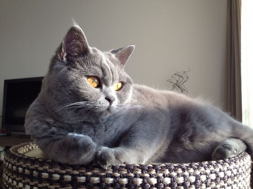 Британская кошечка вязка