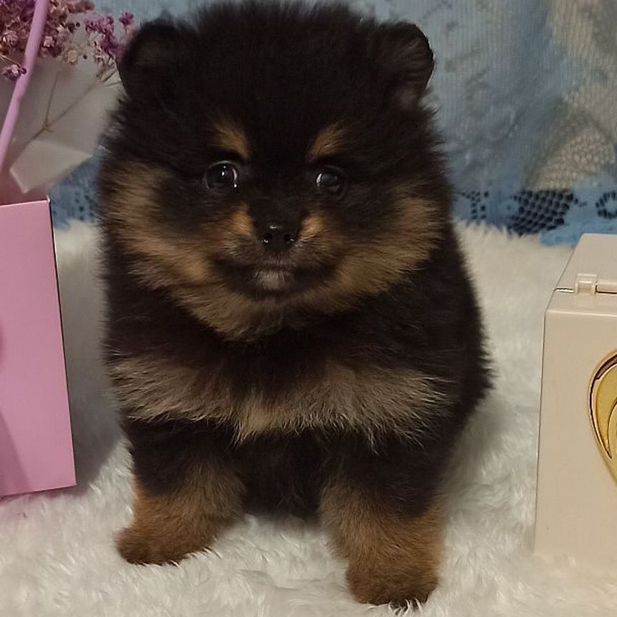 Померанский шпиц, щенок