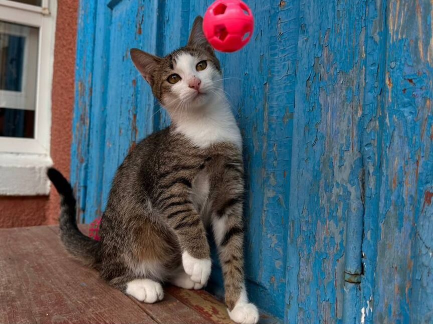 Котята в добрые руки