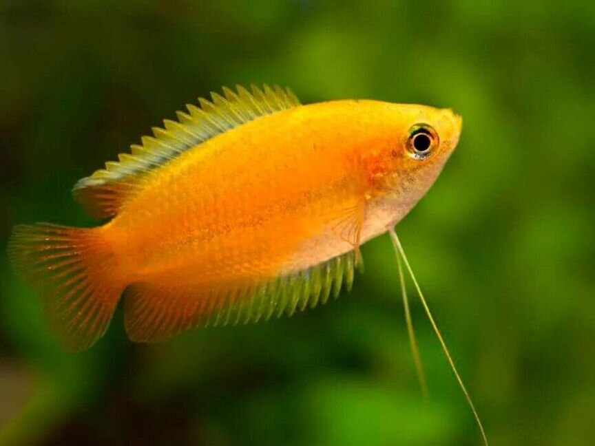 Медовый гурами
