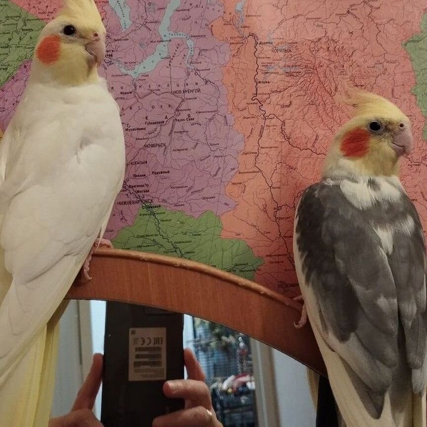 Попугаи Корелла