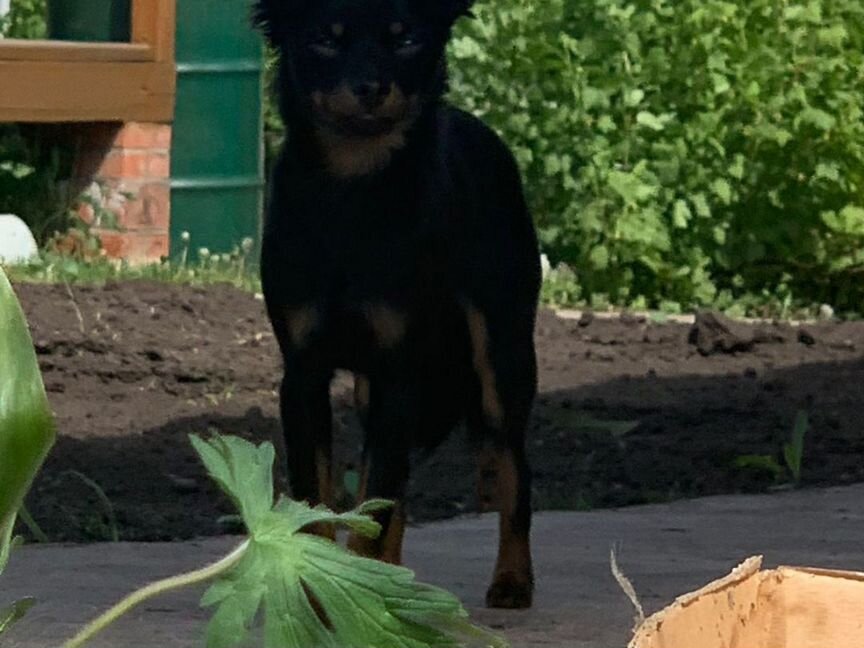 Собака в добрые руки