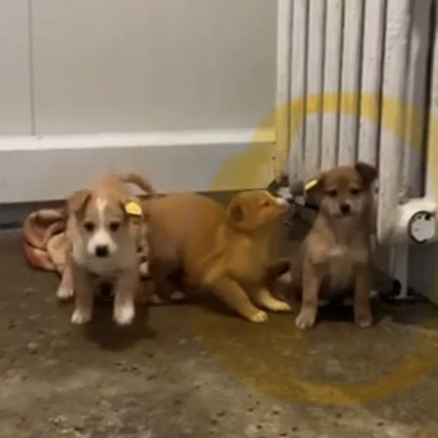 Щенок в добрые руки