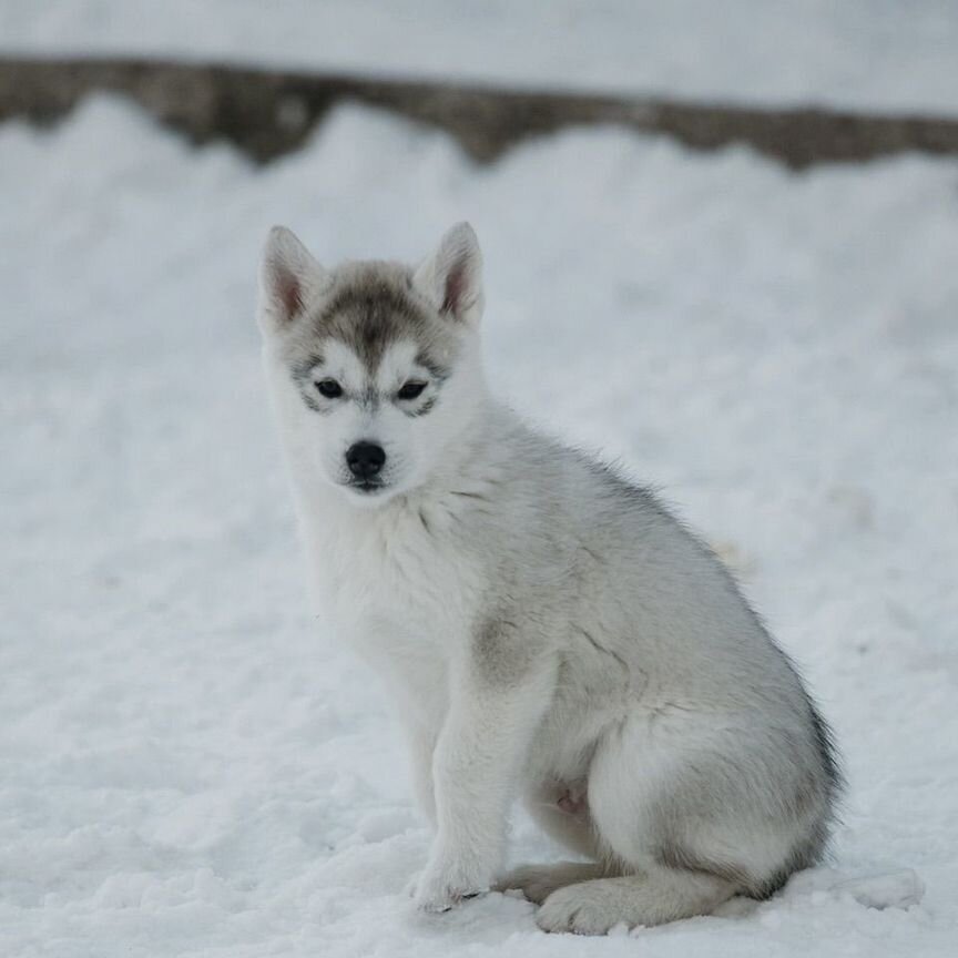 Щенок хаски