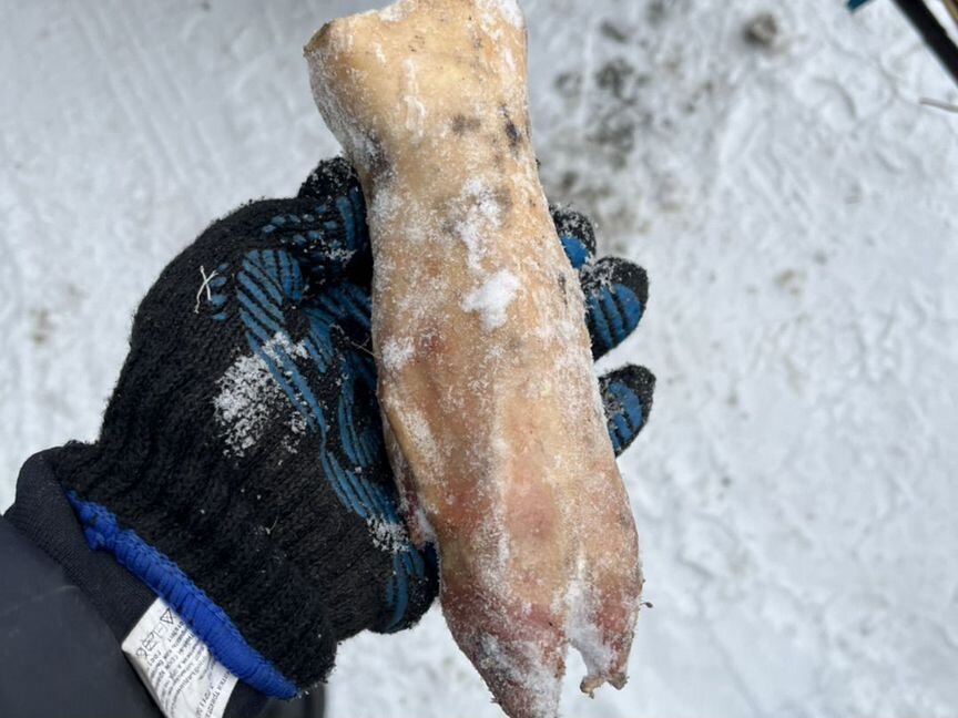 Корм для собак, животных. Свиные ноги. Свежие